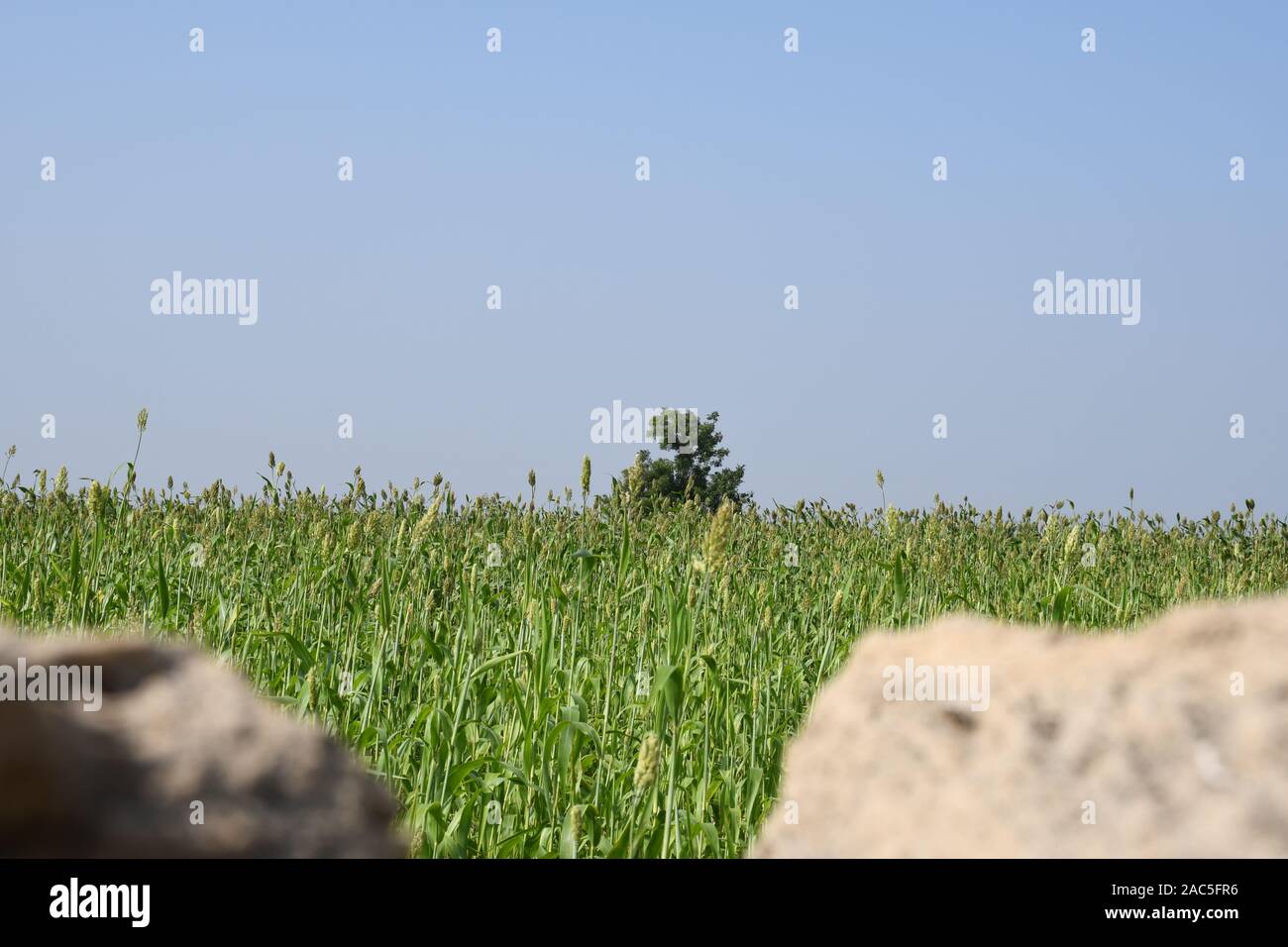 Indian millet hi-res stock photography and images - Alamy