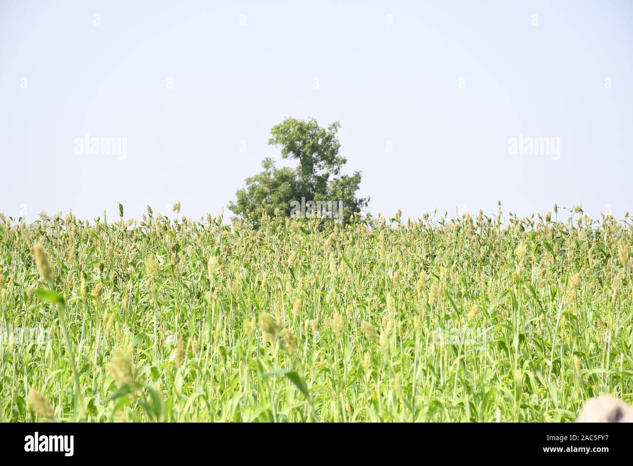 Indian millet hi-res stock photography and images - Alamy