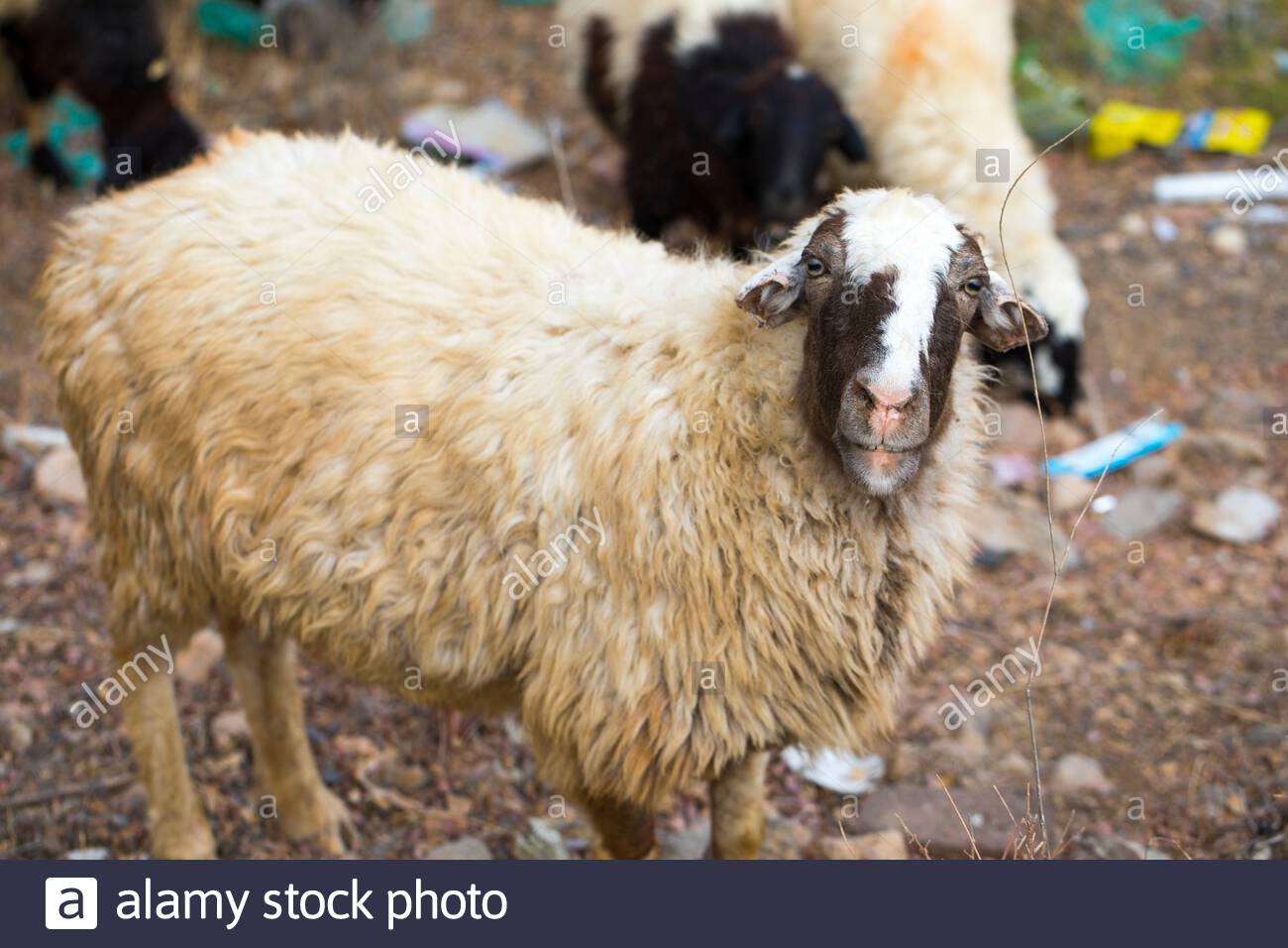 Indian Sheep High Resolution Stock Photography and Images - Alamy