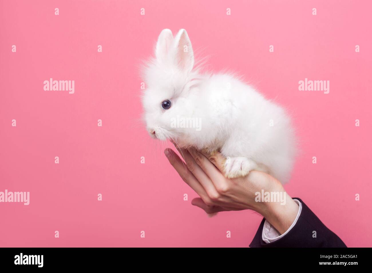 Cute White Fluffy Bunnies
