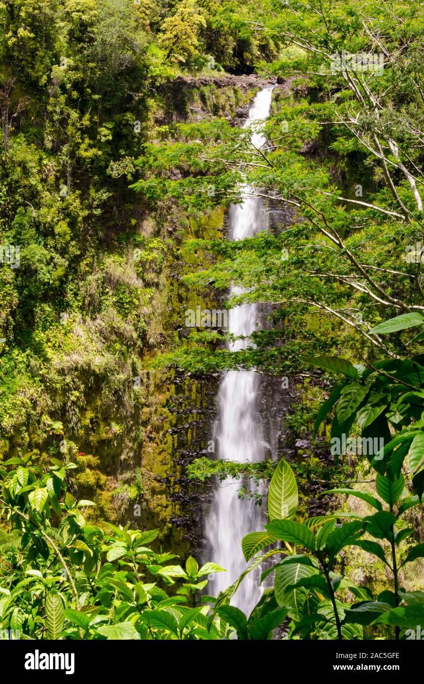 ‘akaka falls loop trail hi-res stock photography and images - Alamy