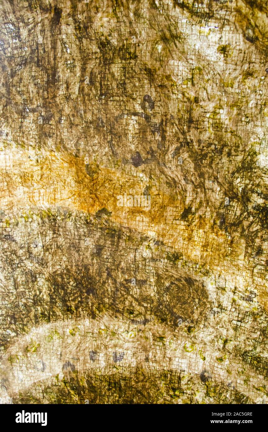 Kapa cloth hi-res stock photography and images - Alamy