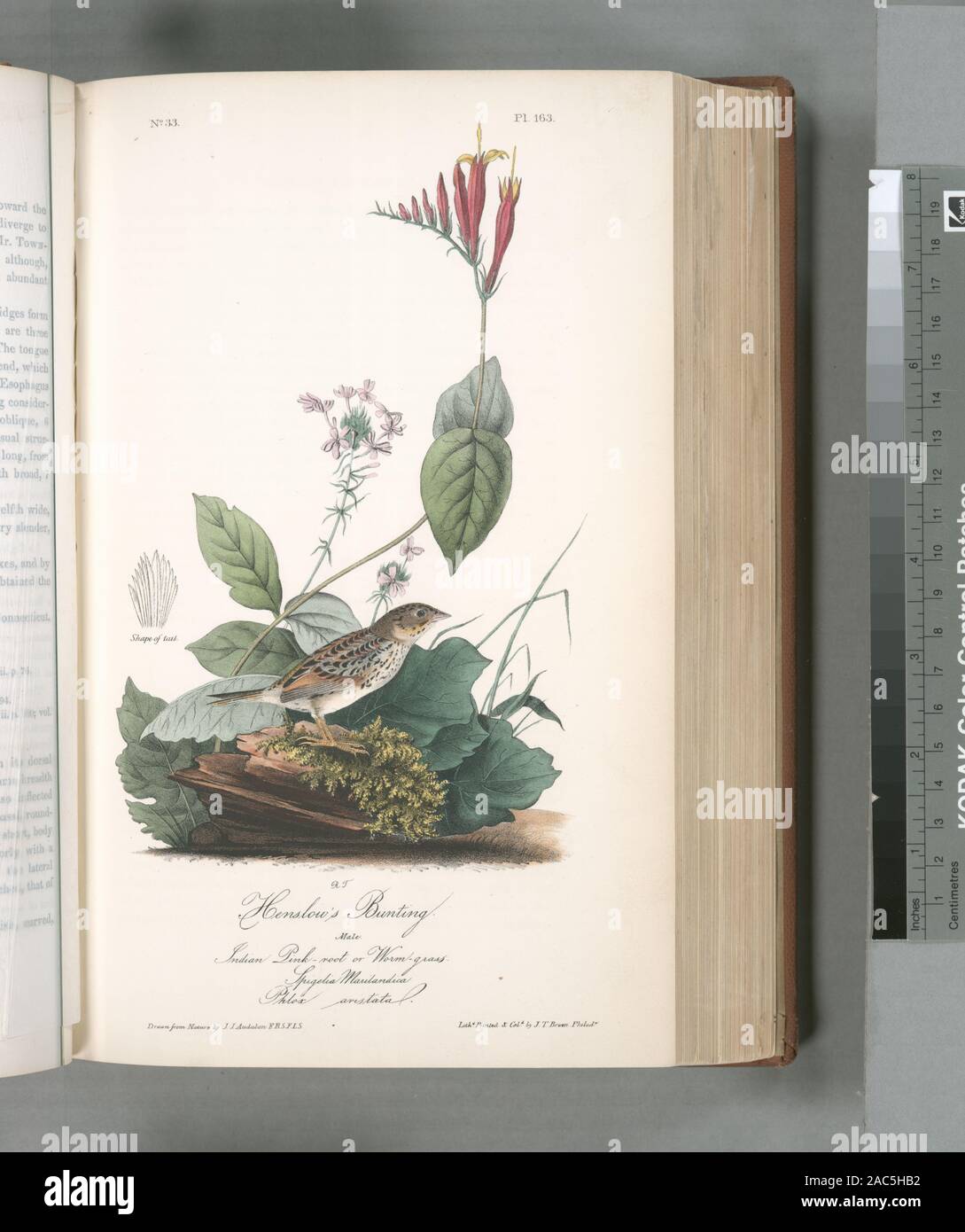 Henslow's Bunting Male (Indian Pink-root or Worm-grass Spigelia ...