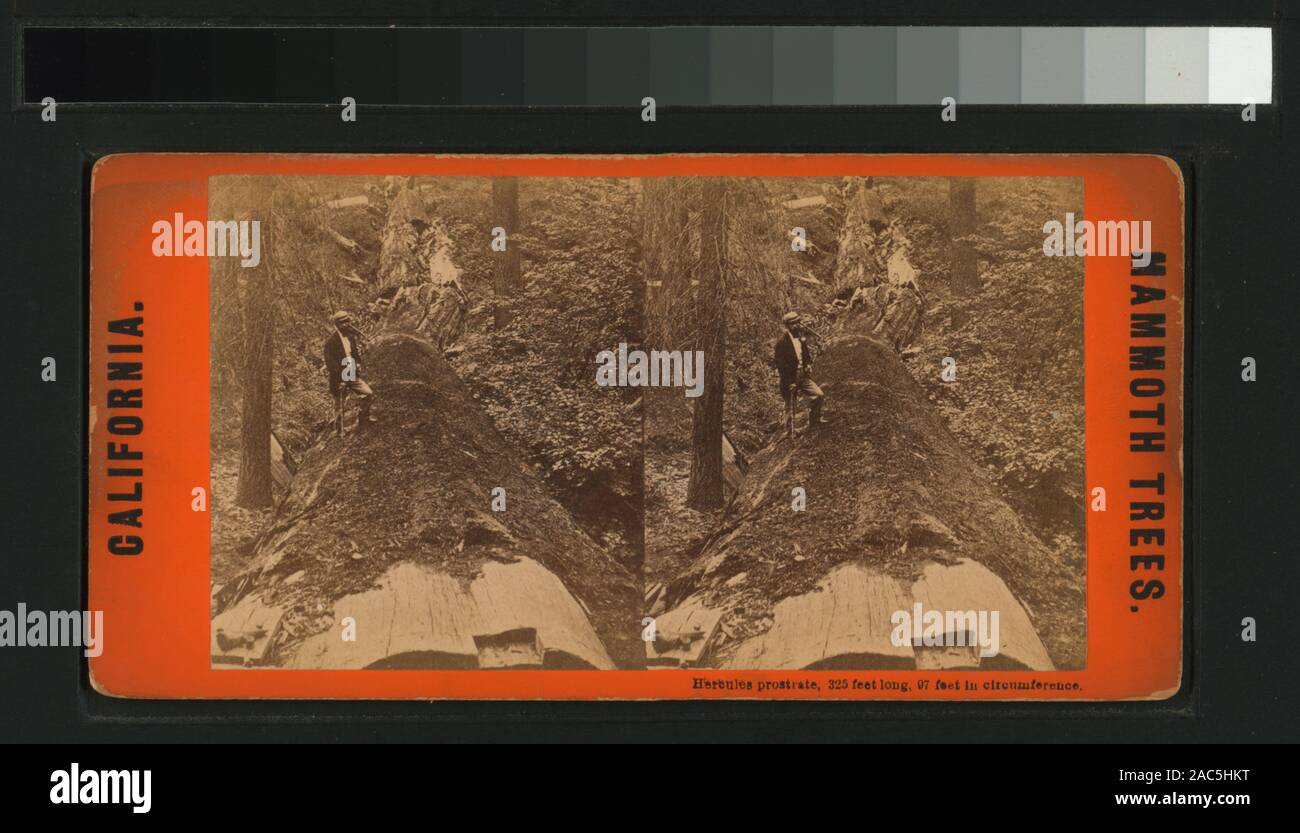 Hercules prostrate, 325 feet long, 97 feet in circumference Hercules ...