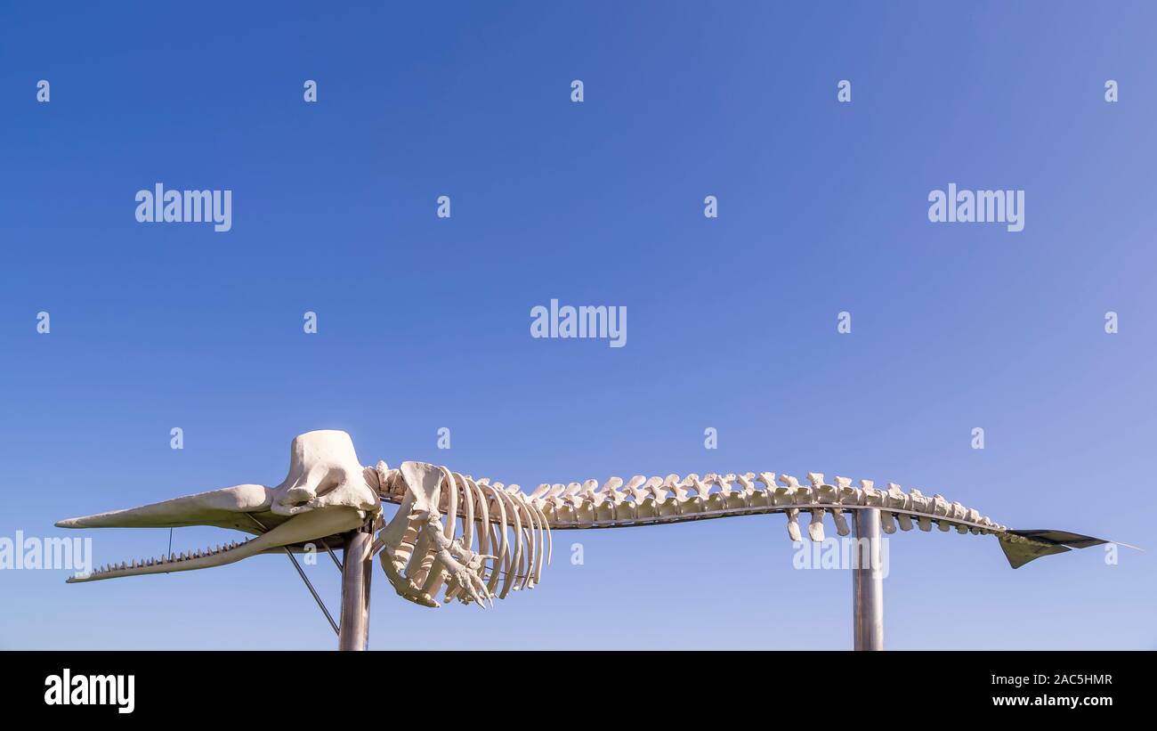 Sperm whale skeleton hi-res stock photography and images - Alamy
