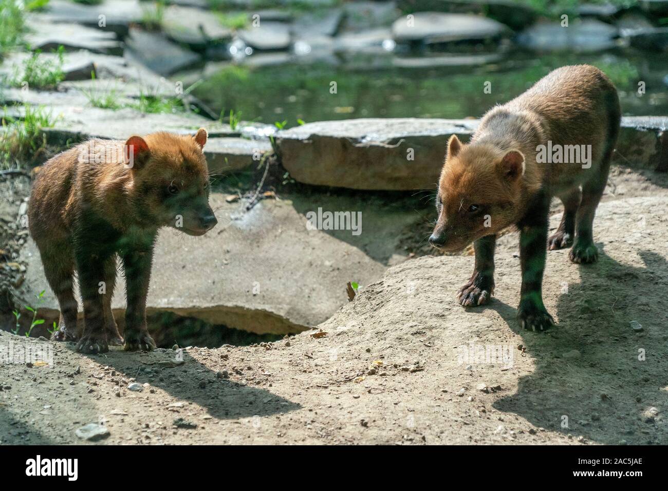 Speothos venaticus Bush dog portrait close up Stock Photo - Alamy