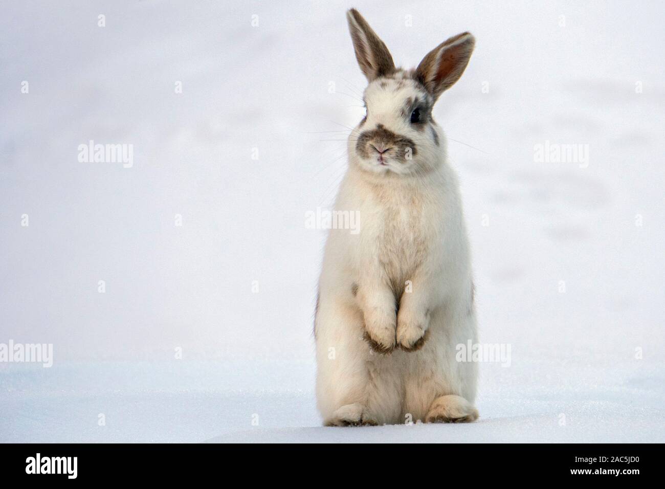 easter bunny isolated on white snow background Stock Photo - Alamy