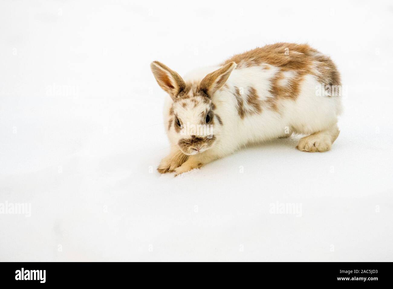 easter bunny isolated on white snow background Stock Photo - Alamy