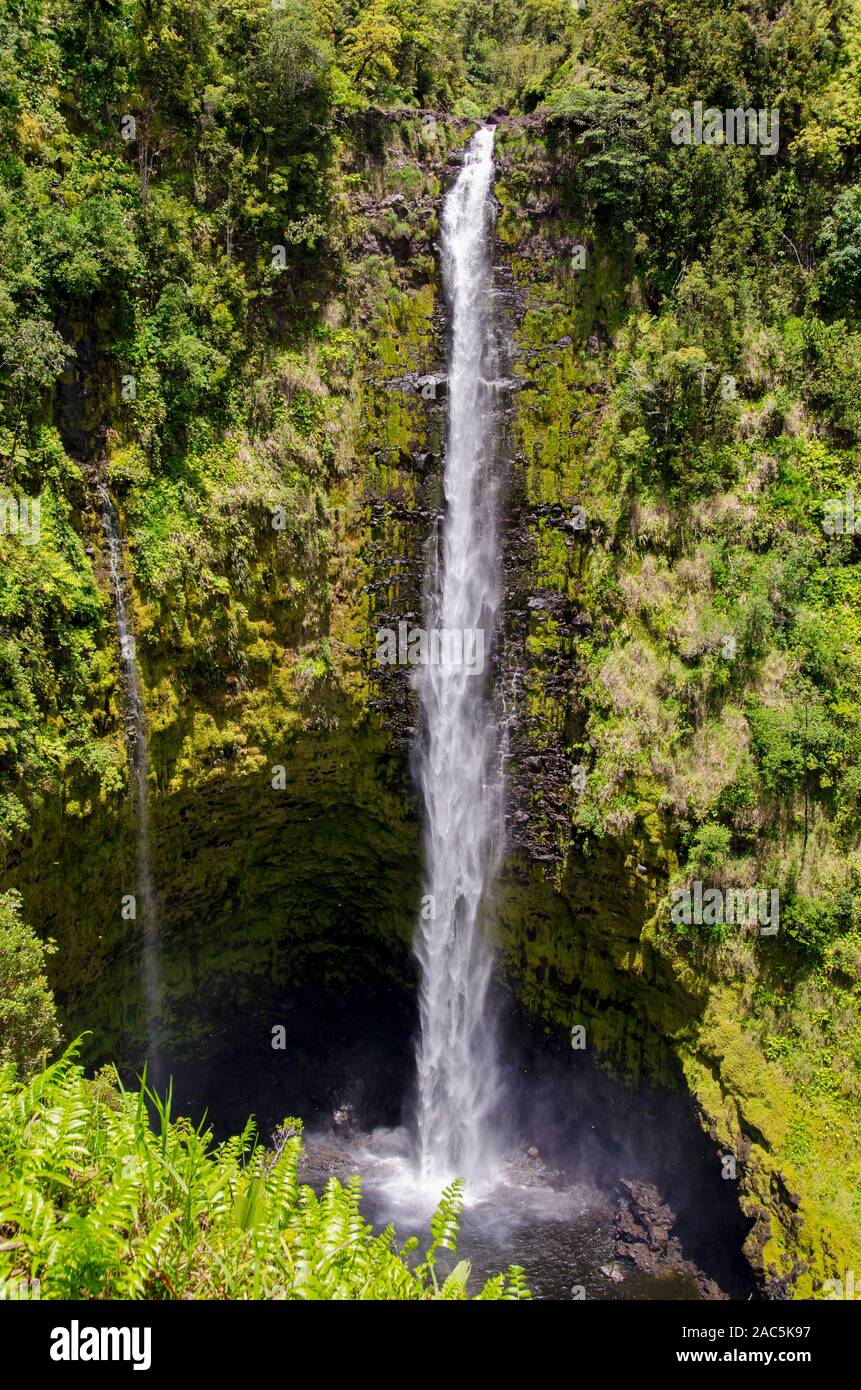 Beautiful 'Akaka Falls is 442 feet tall along a 0.4-mile loop hiking ...