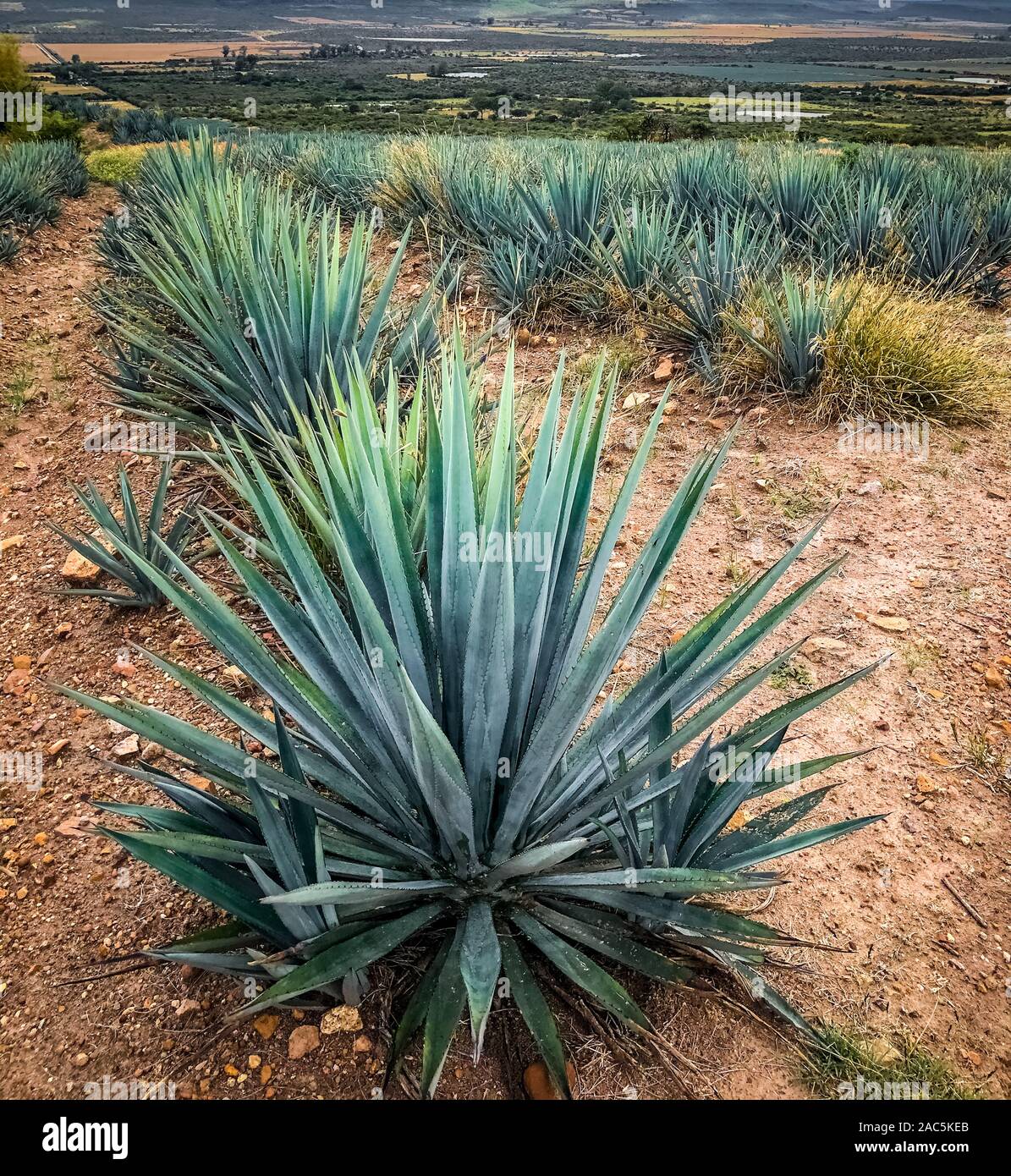 blue agave plant, ready to make tequila. The tall ones. Jalisco Mexico ...
