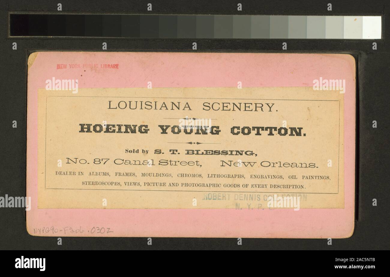Hoeing young cotton Hoeing young cottonHoeing young cotton Stock Photo ...