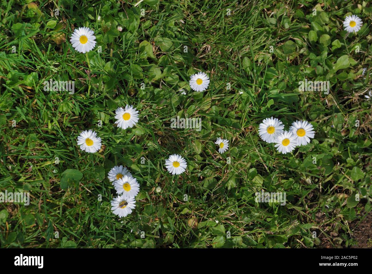 Green grass and daisies Stock Photo - Alamy