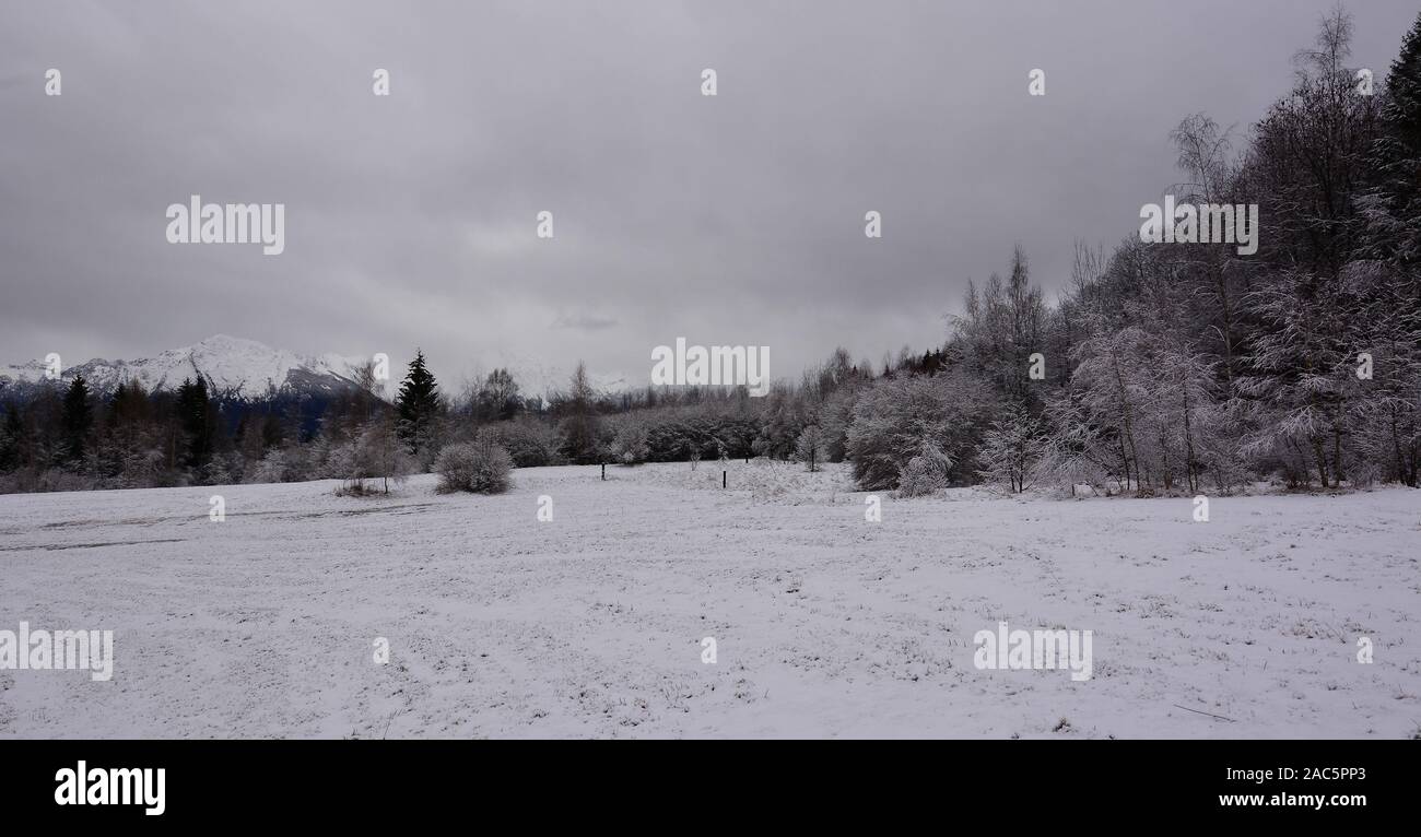 a big snowfall over the forests in the mountains Stock Photo - Alamy