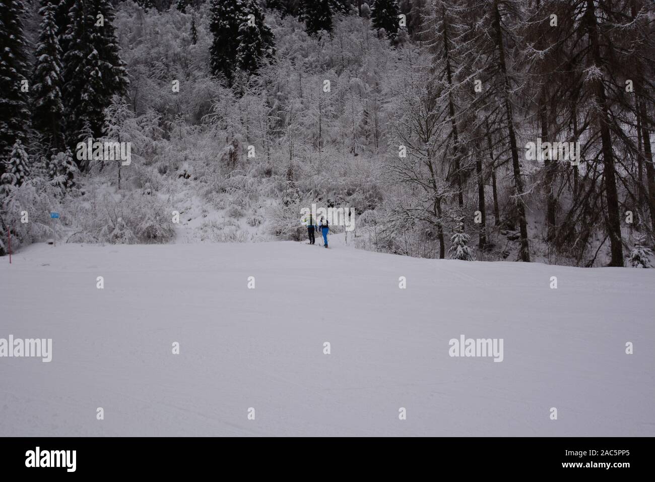 a big snowfall over the forests in the mountains Stock Photo - Alamy