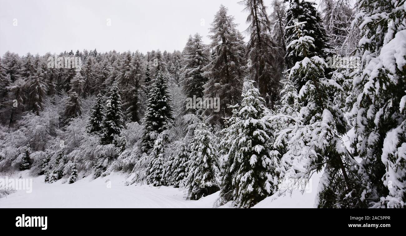 a big snowfall over the forests in the mountains Stock Photo - Alamy