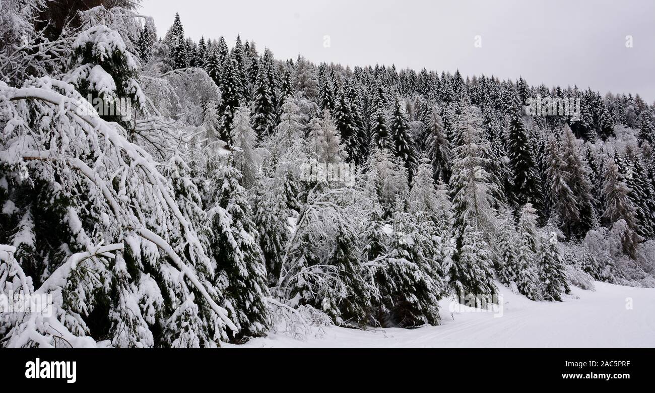a big snowfall over the forests in the mountains Stock Photo - Alamy