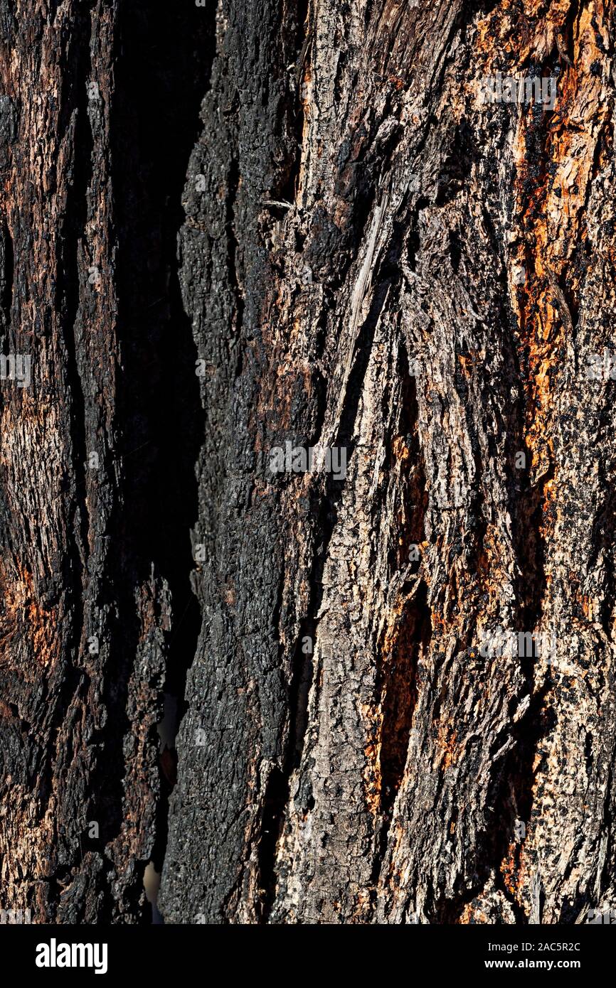 Victorian box tree hi-res stock photography and images - Alamy