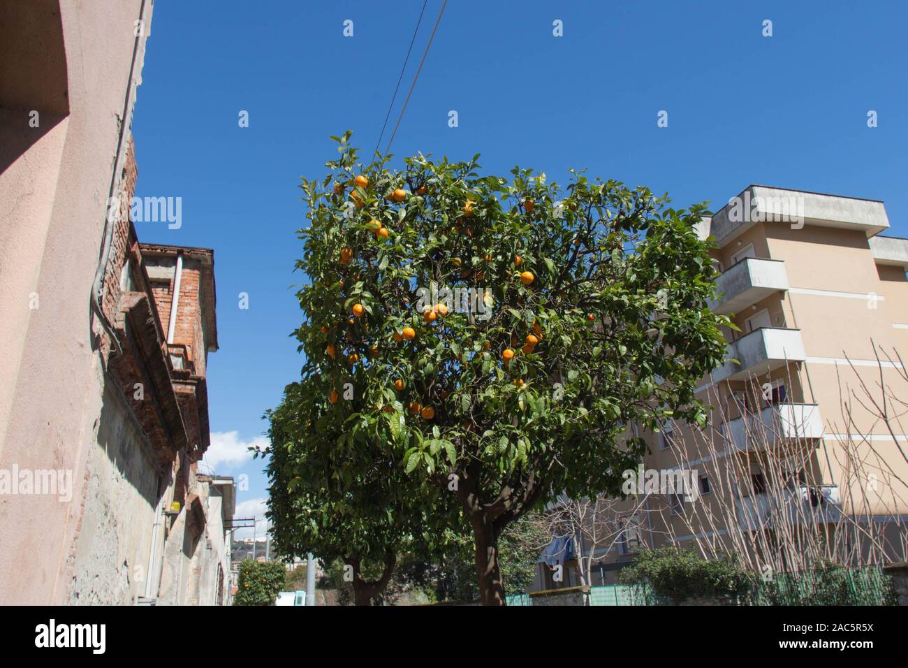The view of an orange tree on a street in springtime Stock Photo - Alamy