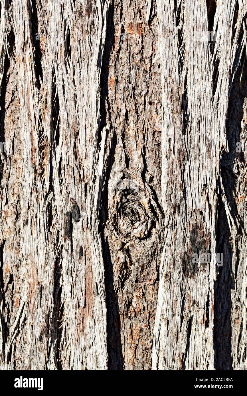 Victorian box tree hi-res stock photography and images - Alamy