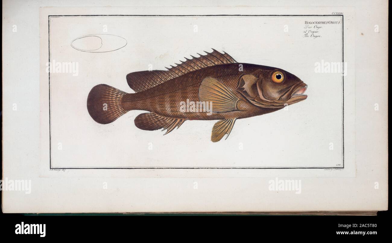 Holocentrus ongus, The Ongoe Gross, 1994, #120; Holocentrus ongus, The ...