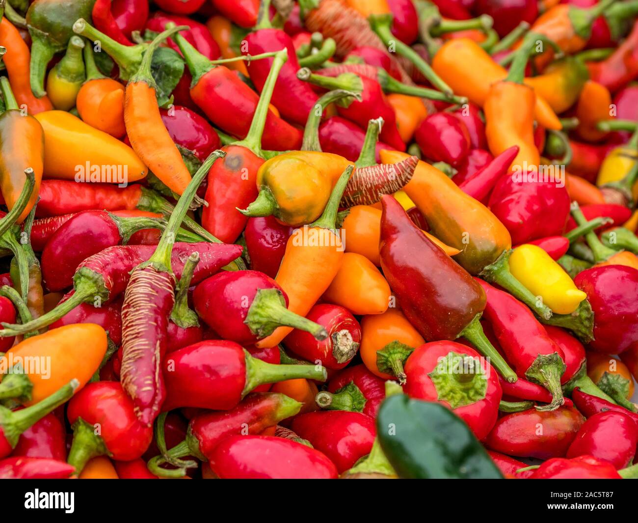 a lot of different types and colors of peppers Stock Photo - Alamy