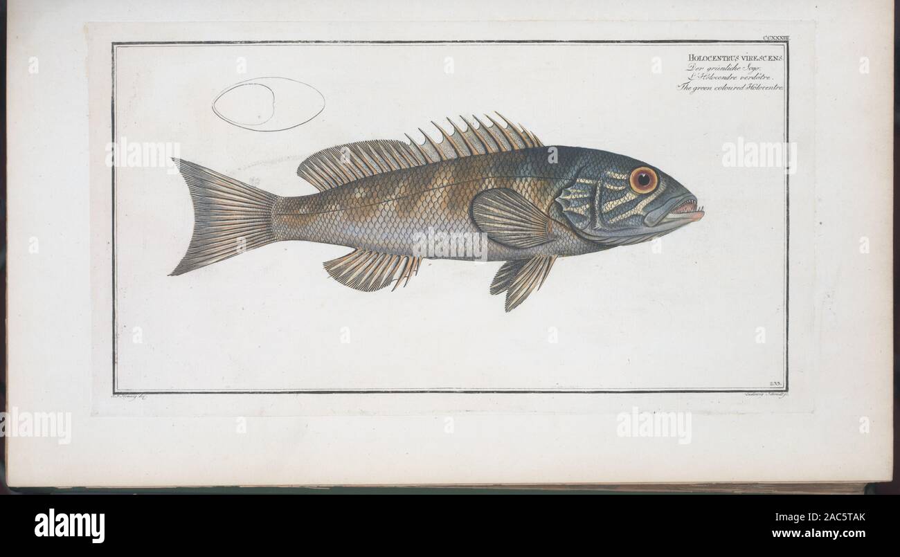 Holocentrus verescens, The green coloured Holocentre Gross, 1994, #120 ...