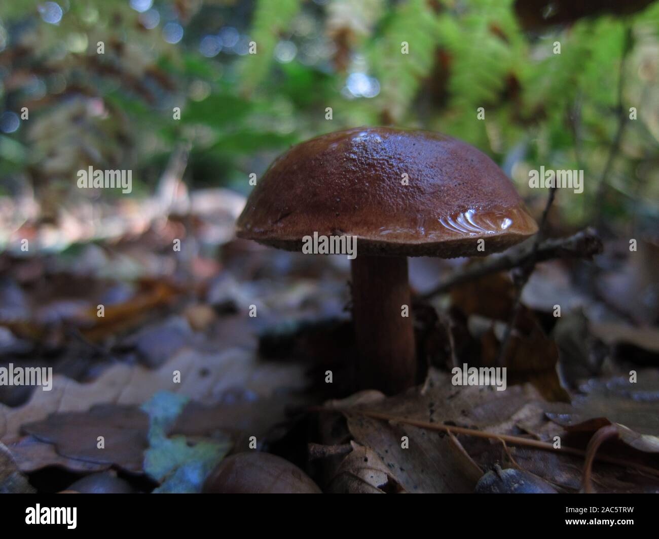 mushroom bolet in a forest Stock Photo - Alamy