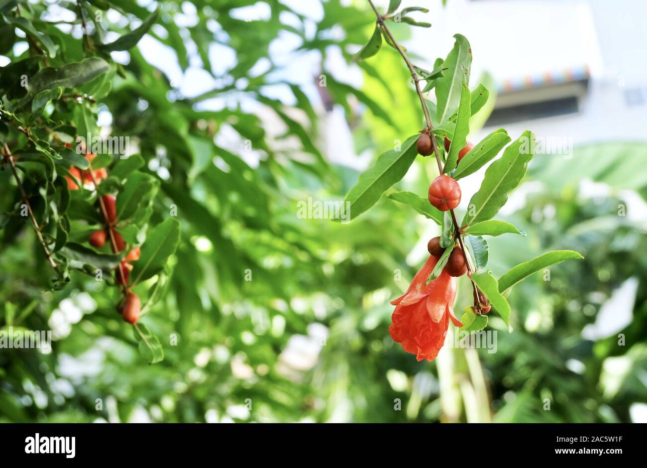 Pomegranate tree ornamental hi-res stock photography and images - Alamy