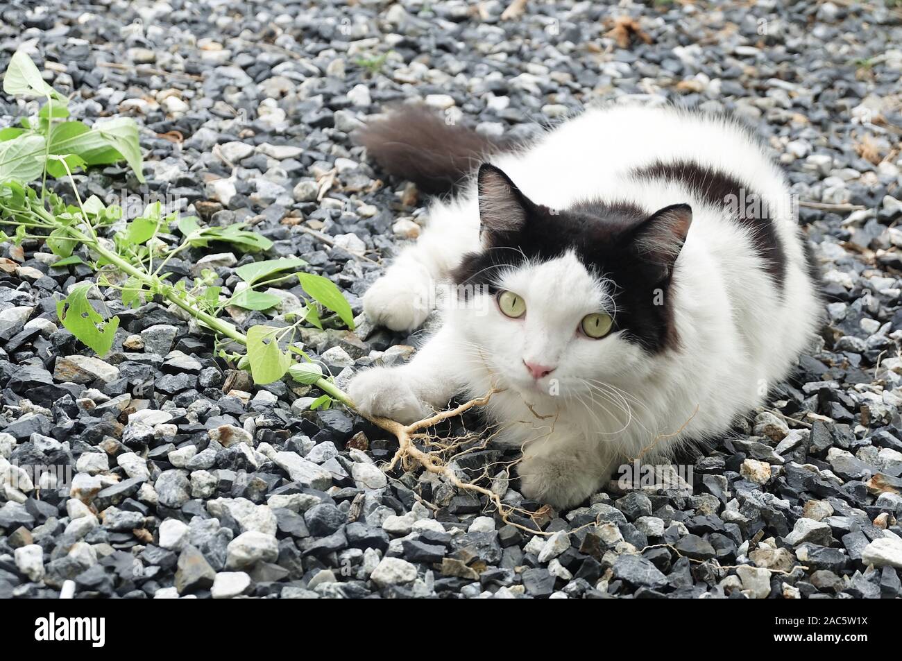 Young Cat Eating The Root of Indian Acalypha, Three Seeded Mercury or ...