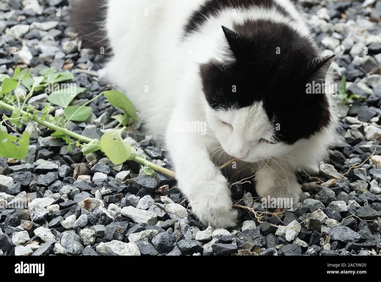Young Cat Eating The Root of Indian Acalypha, Three Seeded Mercury or ...