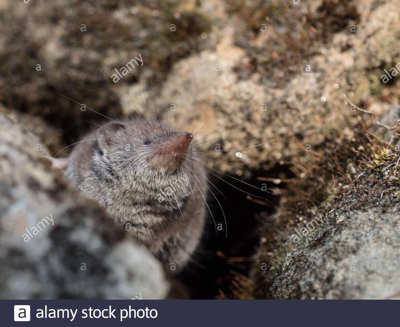 White Toothed High Resolution Stock Photography and Images - Alamy