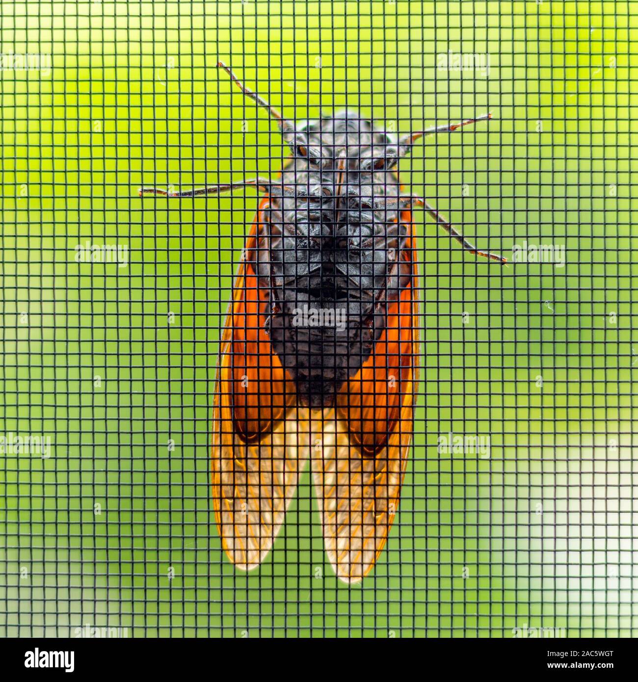 Heat bug hi-res stock photography and images - Alamy