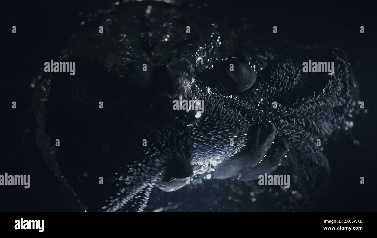 A professional dry microfiber rag for washing a car is dipped in water ...