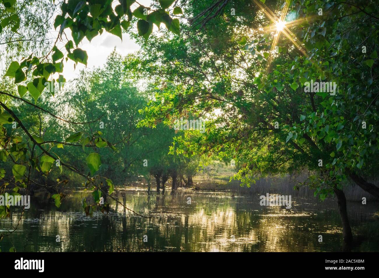 Tree near lake during sunset. Beautiful natural landscape. Trees by the ...