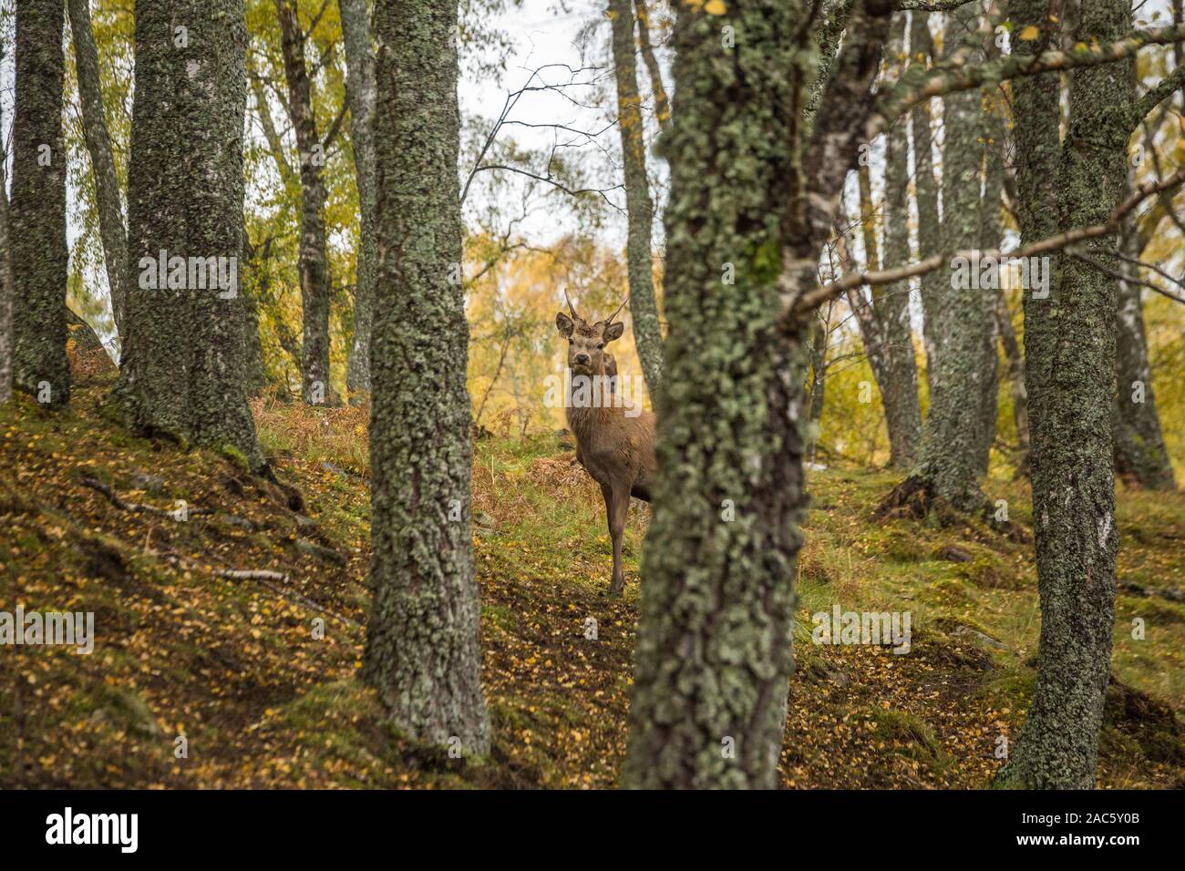 A flock of wild deer in a forest in Scotland in sunny weather Stock ...