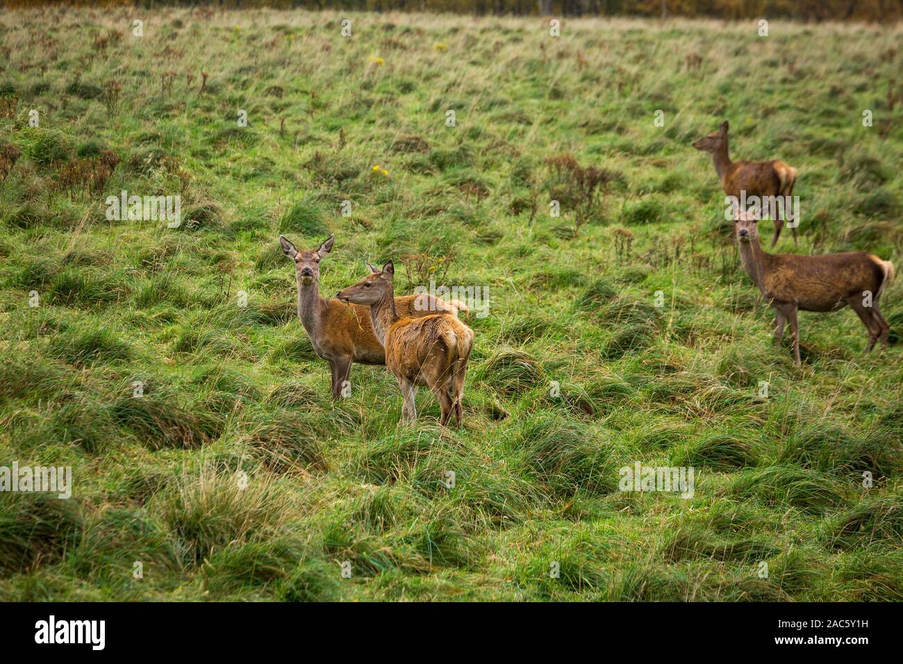 A flock of wild deer in a field in Scotland in sunny weather Stock ...