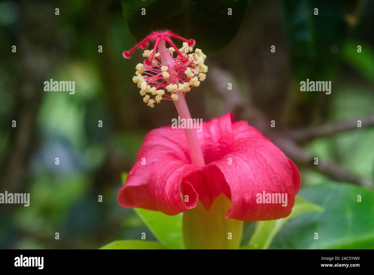 Hibiscus clayi kokio hi-res stock photography and images - Alamy
