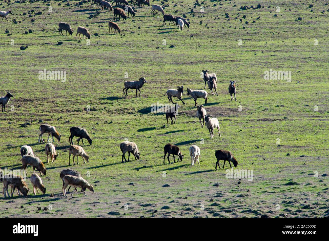 Feral mouflon hybrid sheep hi-res stock photography and images - Alamy
