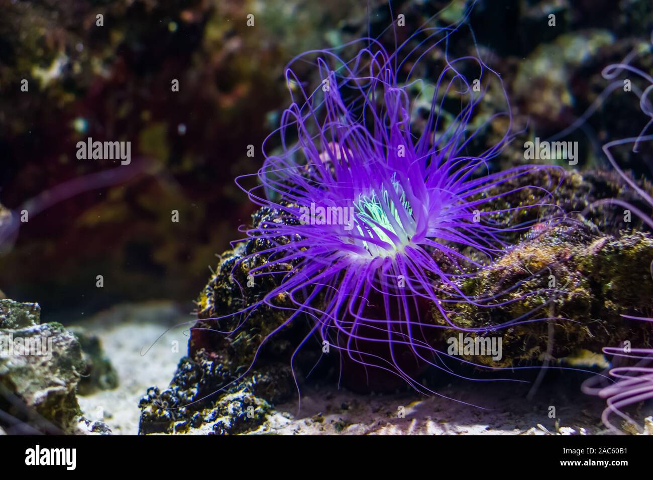 Tentacled sea anemone hi-res stock photography and images - Alamy