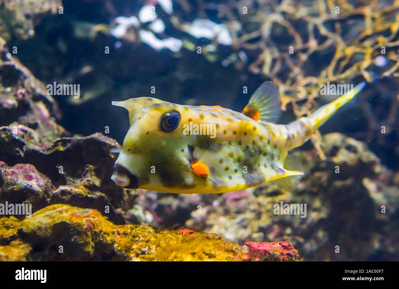 yellow longhorn cowfish in closeup, funny tropical aquarium pet Stock ...