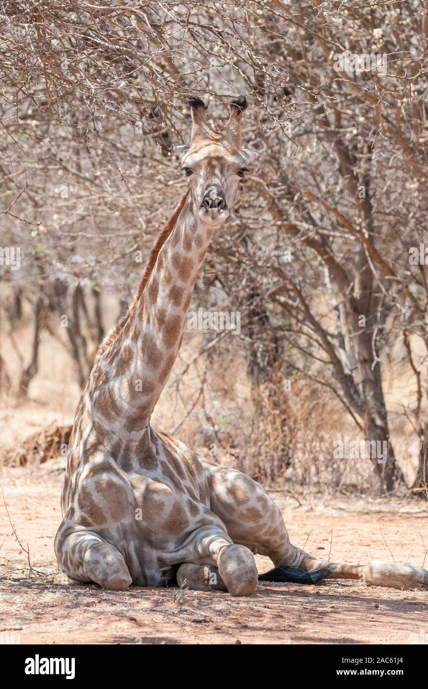 Giraffe lying on ground hi-res stock photography and images - Alamy