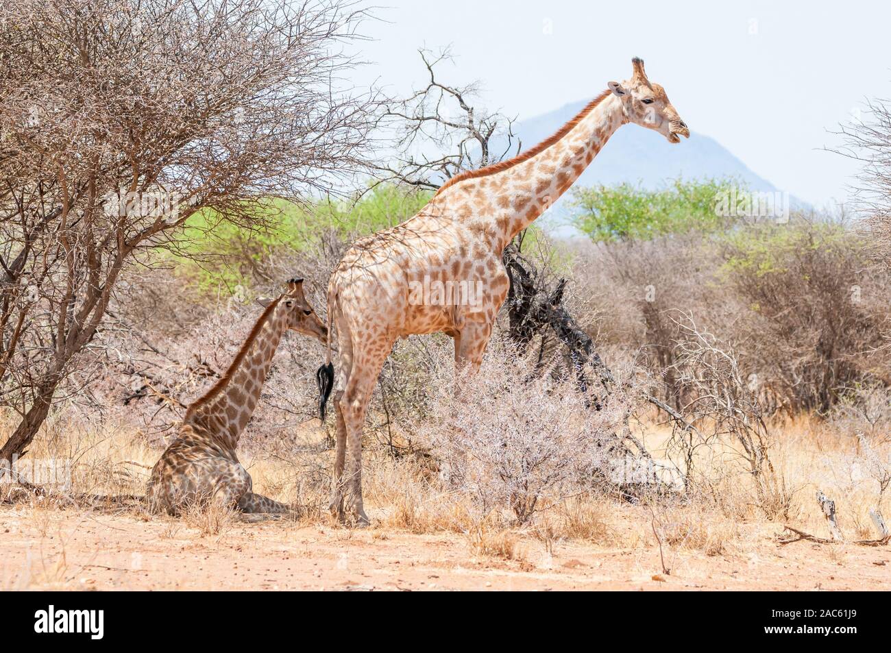 three-horned giraffe, Giraffa camelopardalis, Namibia Stock Photo - Alamy