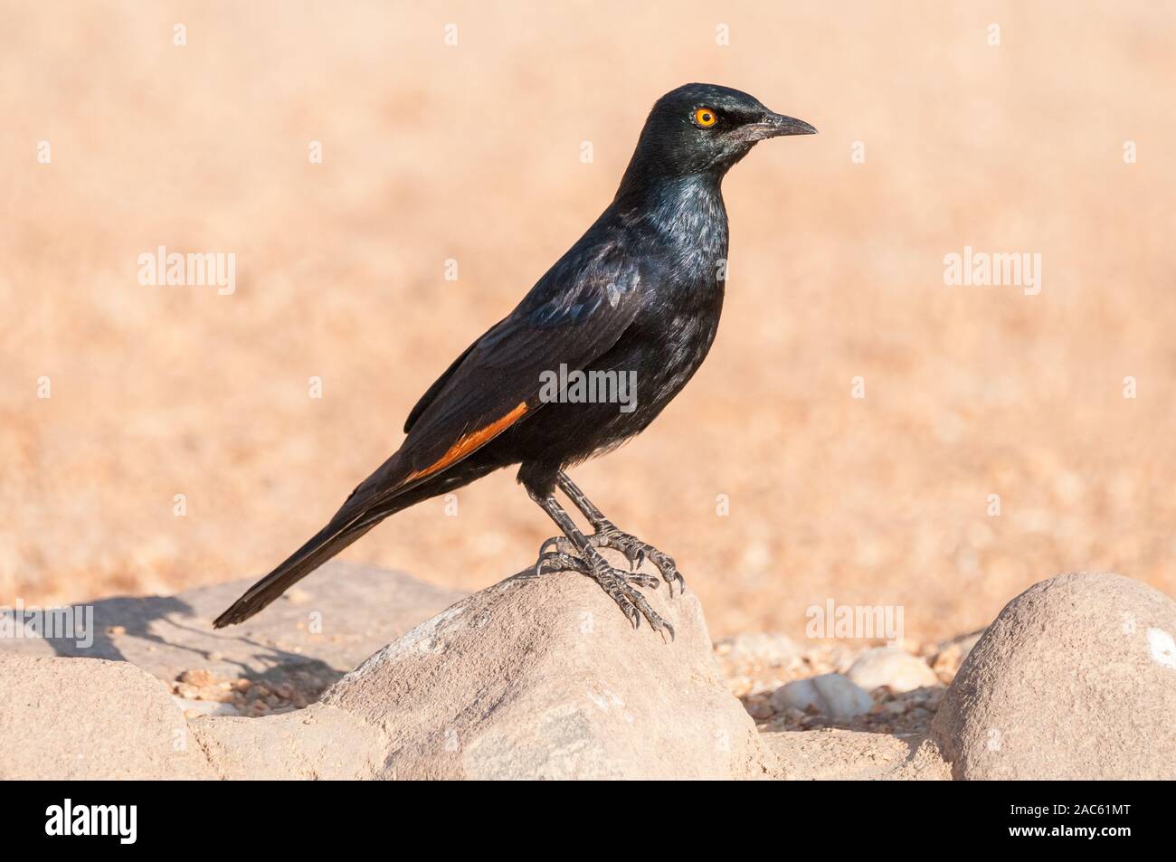 Black winged starling hi-res stock photography and images - Alamy