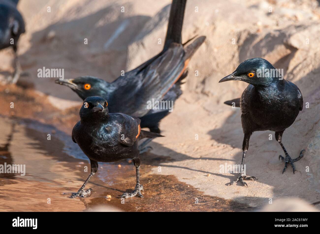 pale-winged starling, Onychognathus nabouroup, Namibia Stock Photo - Alamy