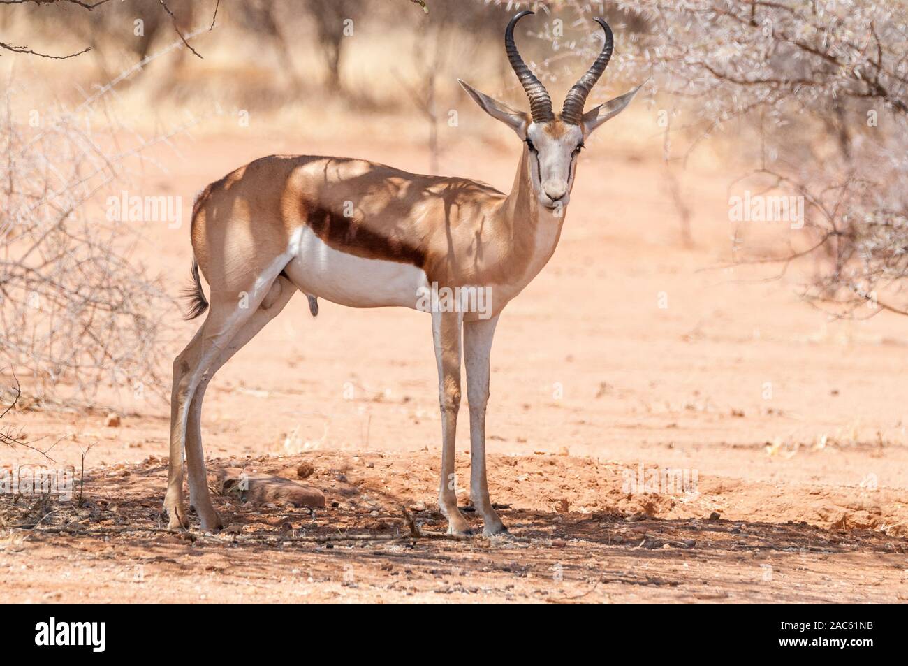 Springbok, Antidorcas marsupialis, under the shade of a tree, noon ...