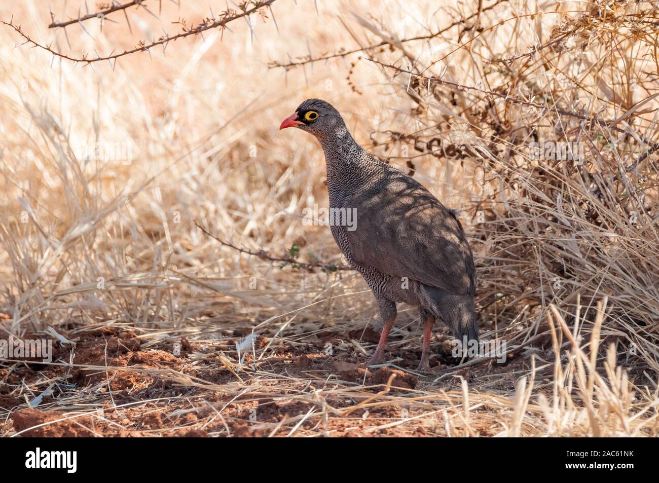 Galls bird hi-res stock photography and images - Alamy
