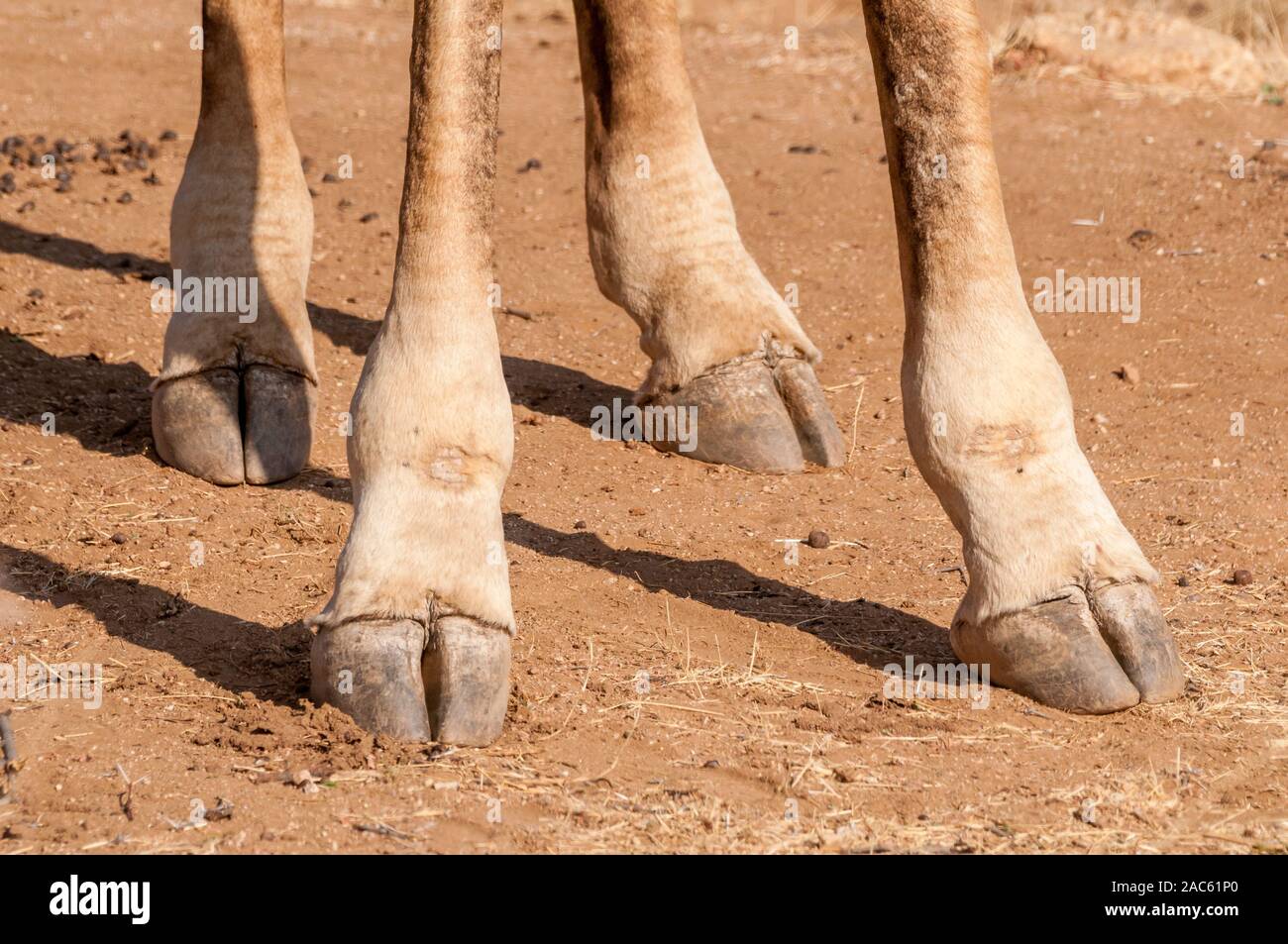 Giraffe hoof hi-res stock photography and images - Alamy