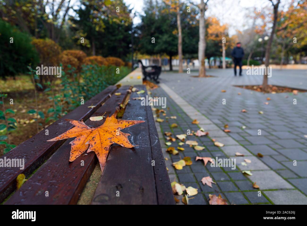 Single leaf on park bench hi-res stock photography and images - Alamy