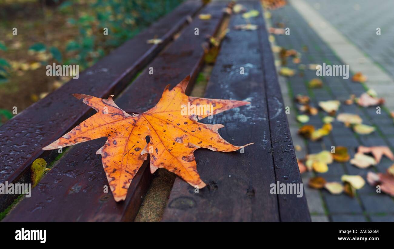 Single leaf on park bench hi-res stock photography and images - Alamy