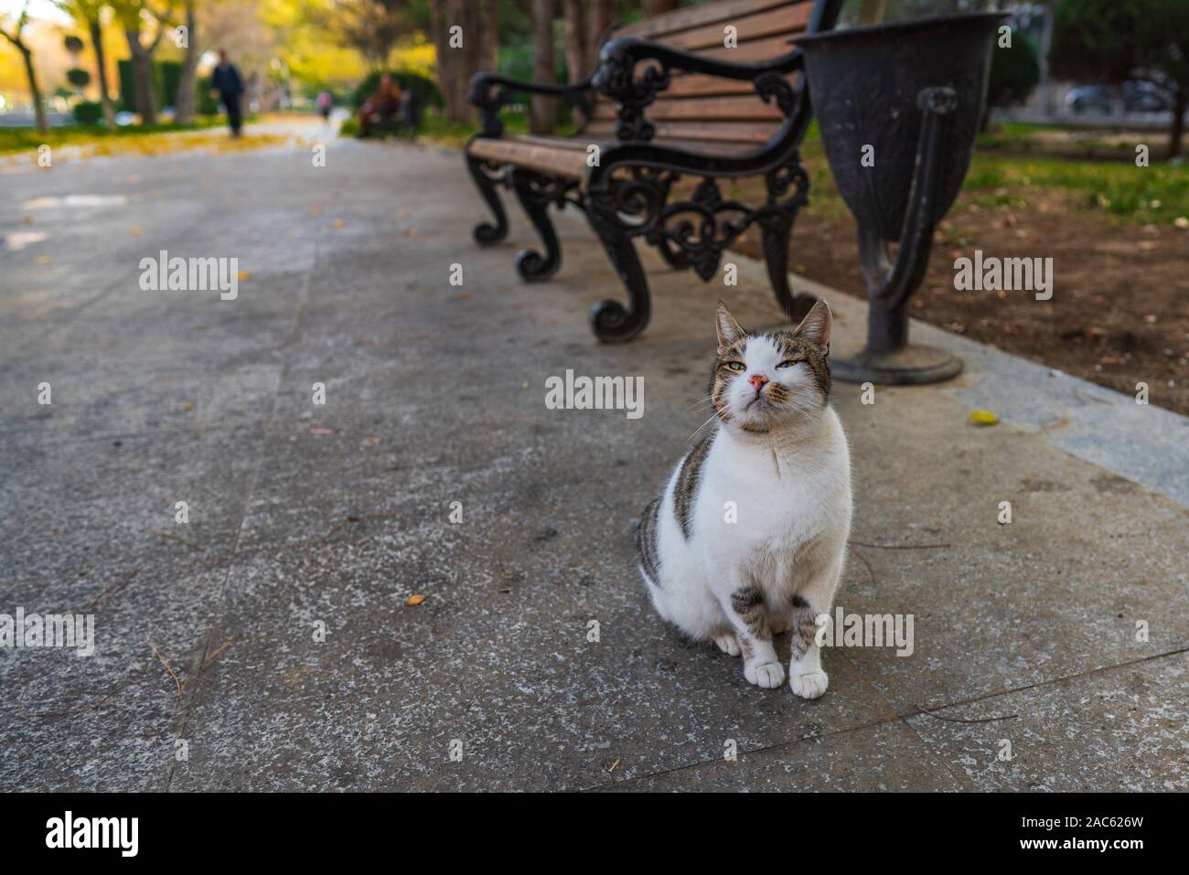 Beautiful stray cat hi-res stock photography and images - Alamy